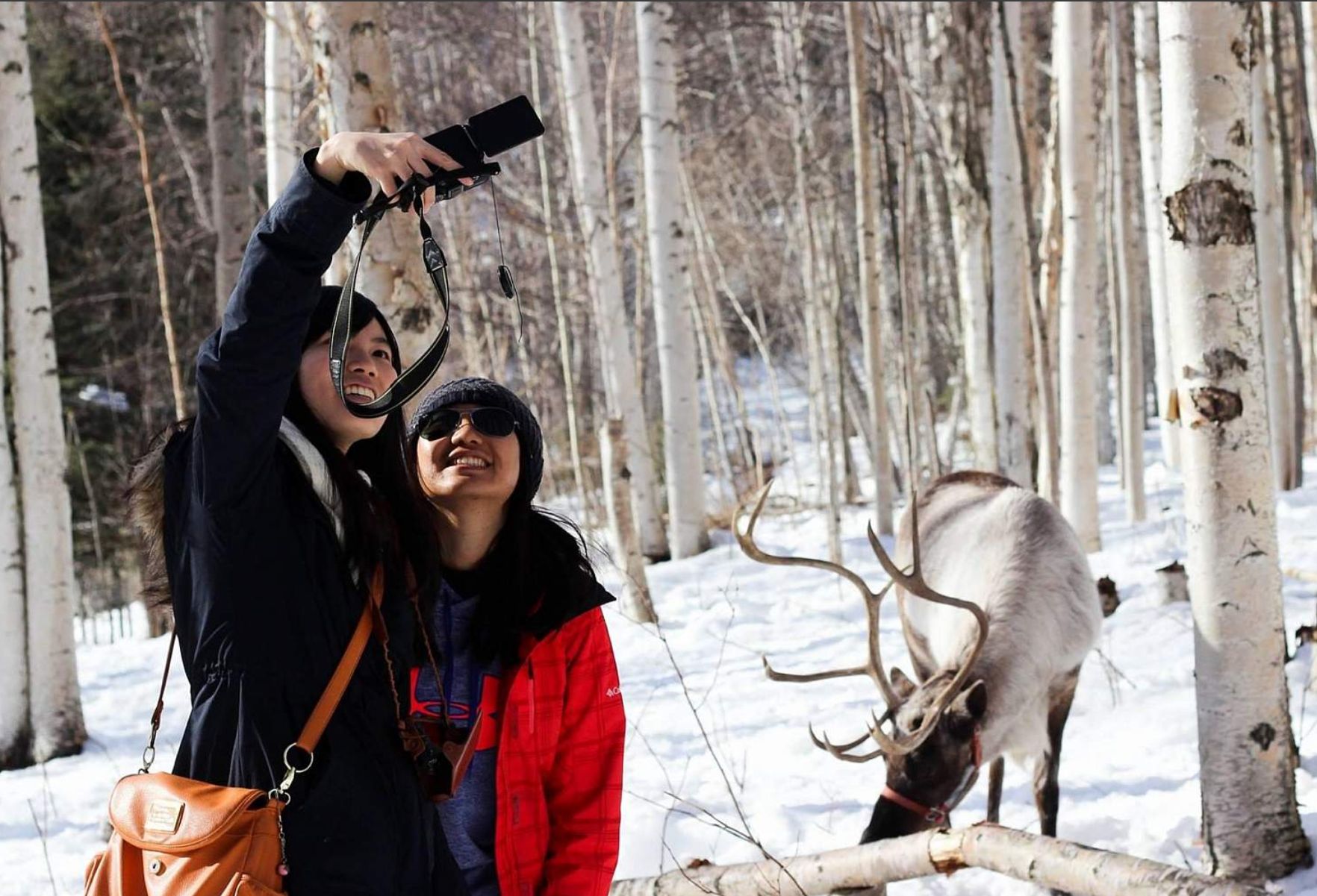 Fairbanks Reindeer Farm – Alaska Latin Tours